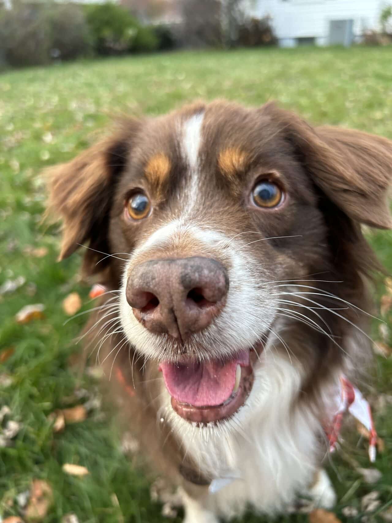 Scooter is Westfield’s Top Dog - The Reminder